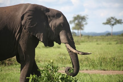 About us | World Animal Protection