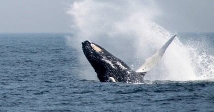 Ghost gear | World Animal Protection