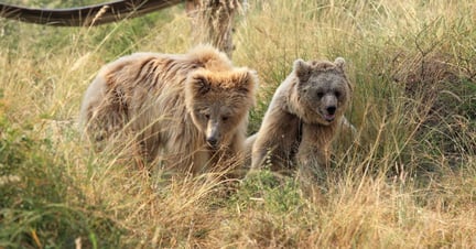 Bear sanctuaries | World Animal Protection