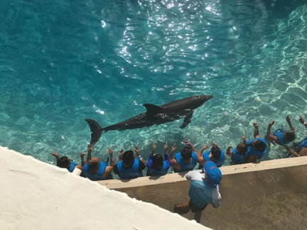 Dolphin captivity FAQ