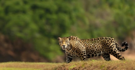 Jaguar Spirit