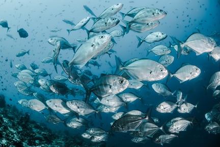 Fish sentience | World Animal Protection