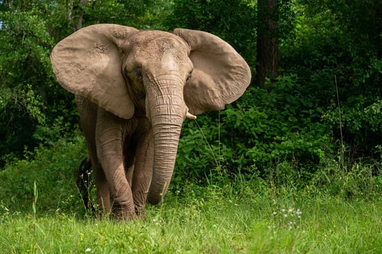 Impact for animals | World Animal Protection