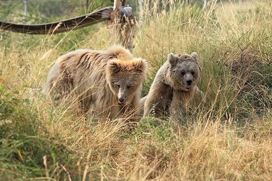 11 cool facts about bears | World Animal Protection