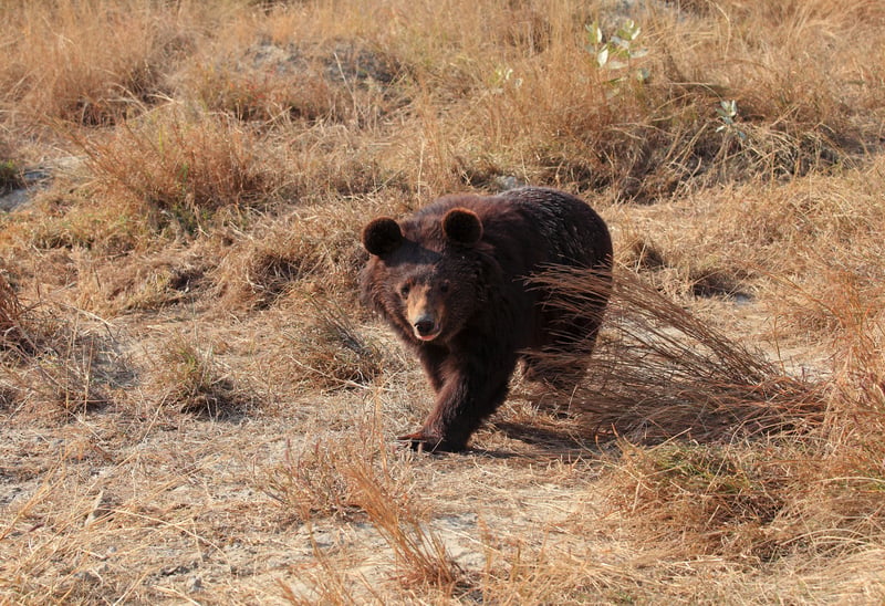 A momentous year for Pakistan bears | World Animal Protection