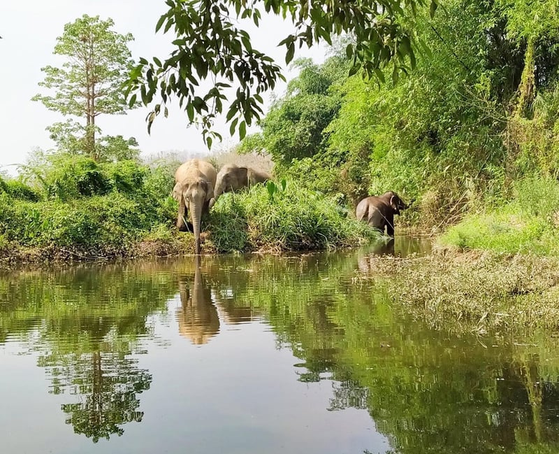 Meet three elephant best friends | World Animal Protection