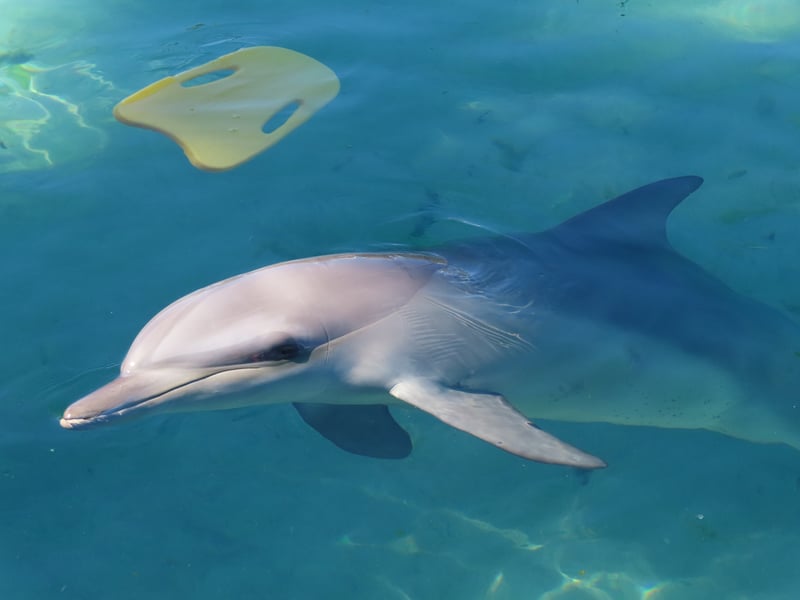 Behind the smile: The truth about dolphins in entertainment
