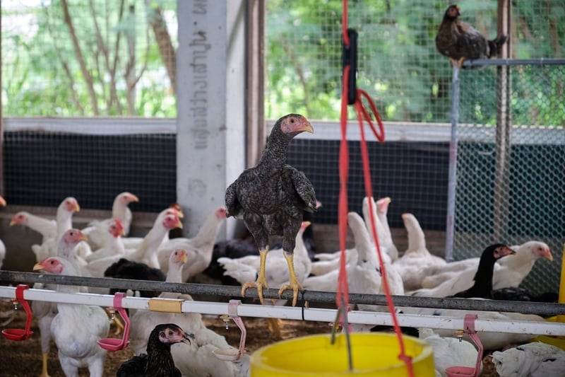 Revolutionizing chicken farming in Thailand | World Animal Protection
