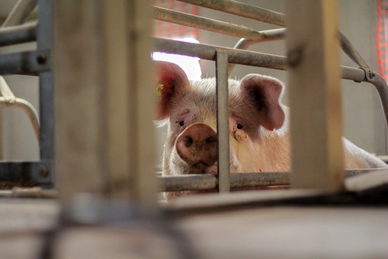 Global food brands continue to fail pig welfare | World Animal Protection
