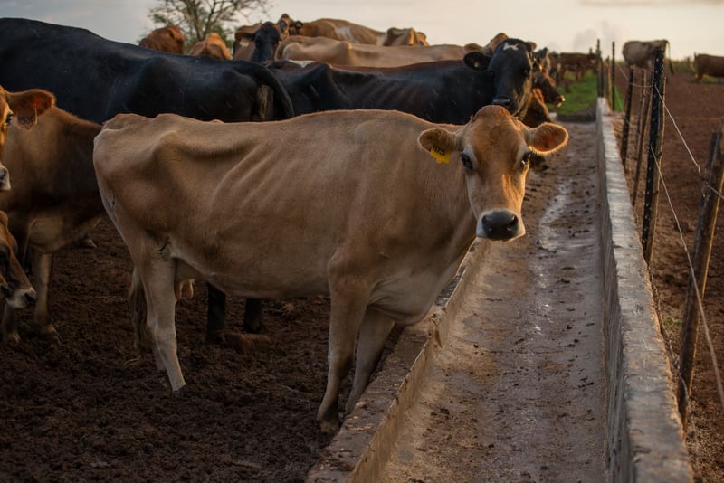 Climate change and species extinction | World Animal Protection