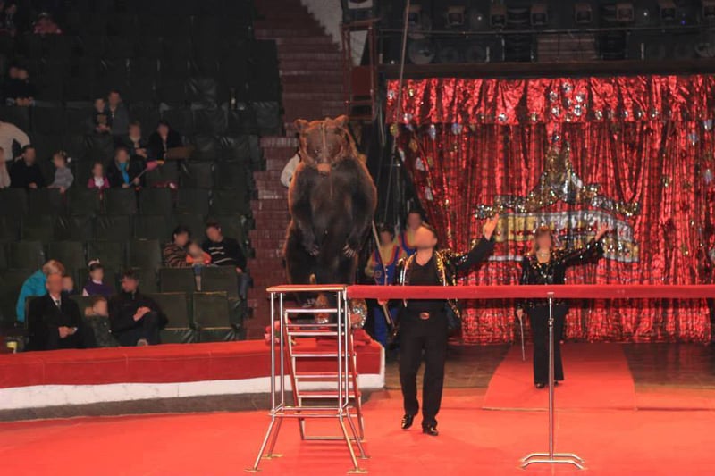 Rescued circus bear's new life | World Animal Protection