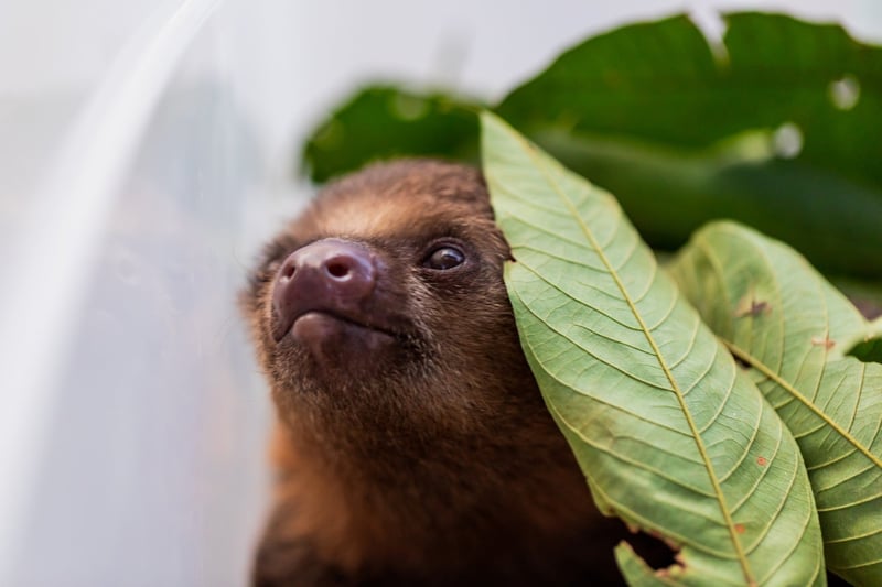 Wild animal Zoom backgrounds | World Animal Protection