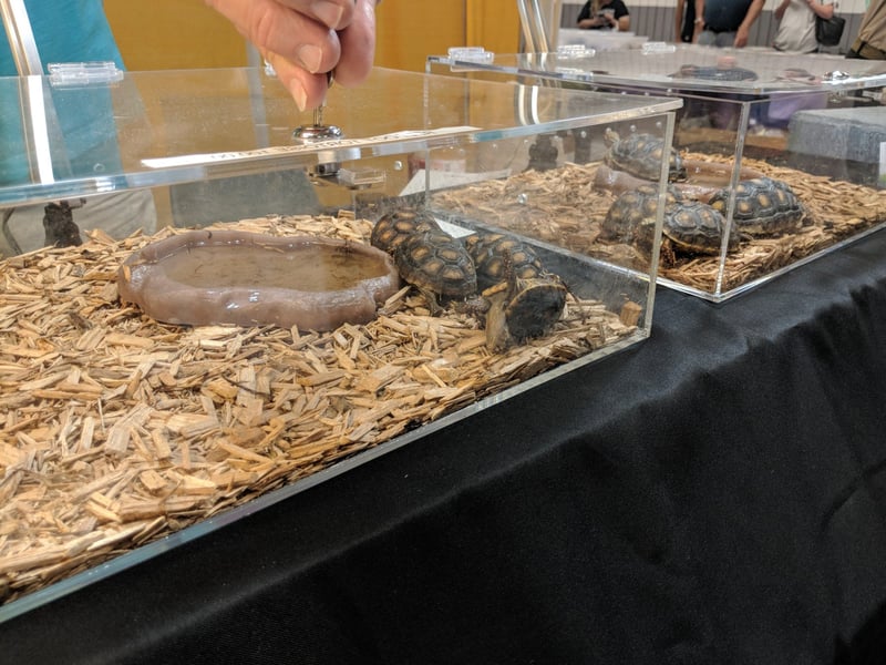 How we put a spotlight on the exotic pet trade in 2021