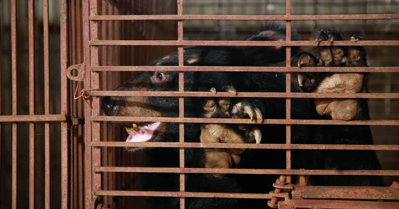 A day in the life of a bear on a bear bile farm