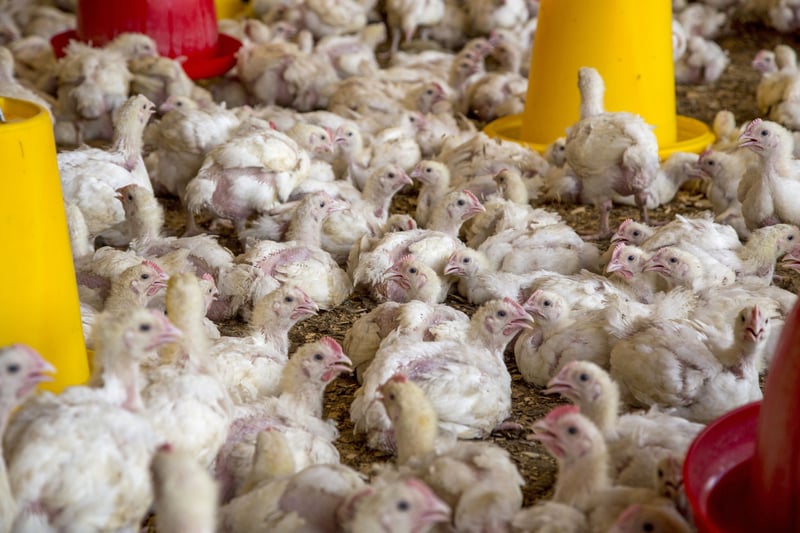 10 facts about factory-farmed chickens | World Animal Protection
