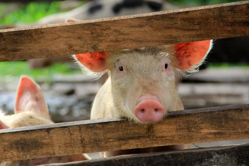 Lazy, filthy pigs? Think again