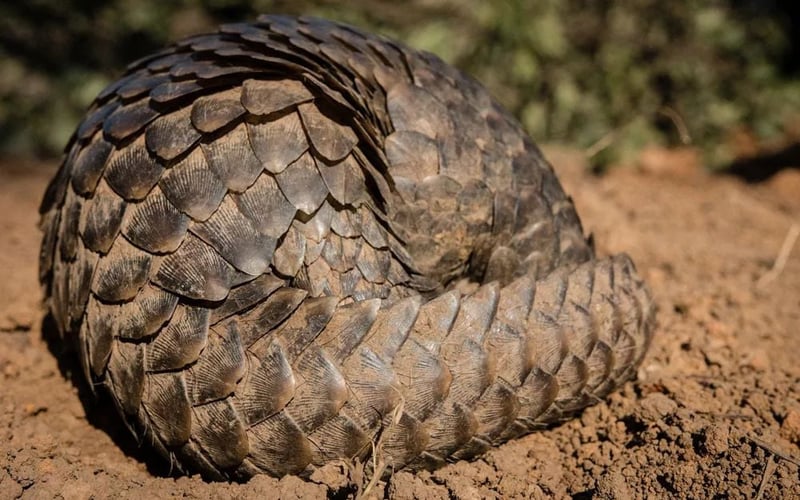 How much do you know about pangolins?
