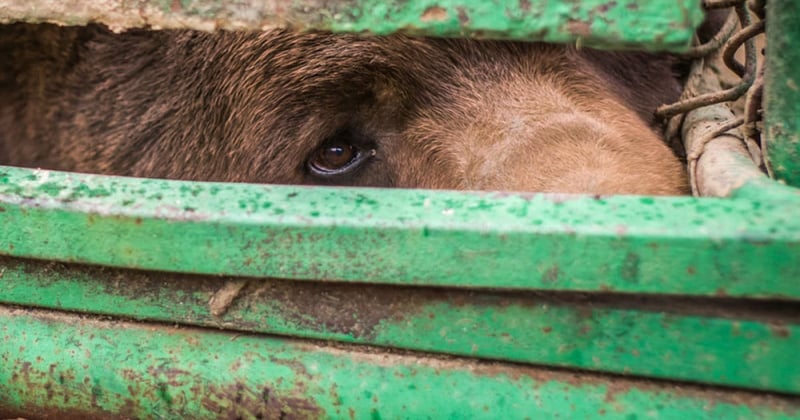 Help save Baloo: a bear trapped in a cage for the last 23-years
