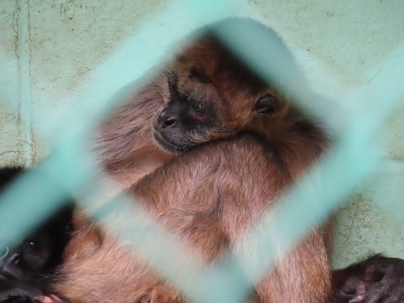 Inhumane conditions at roadside zoos | World Animal Protection