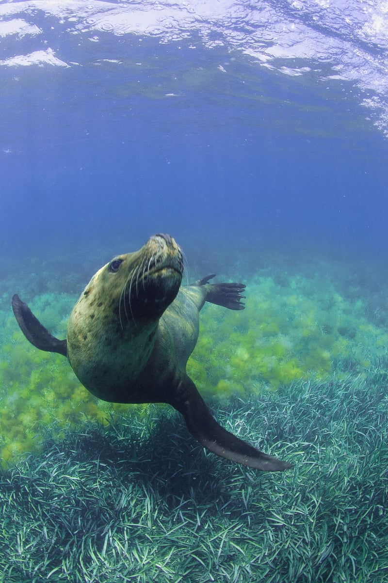 Year of sea change for marine animals | [site:name]