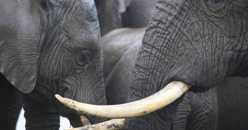 Victory for elephants and rhinos: Canada's bold step forward