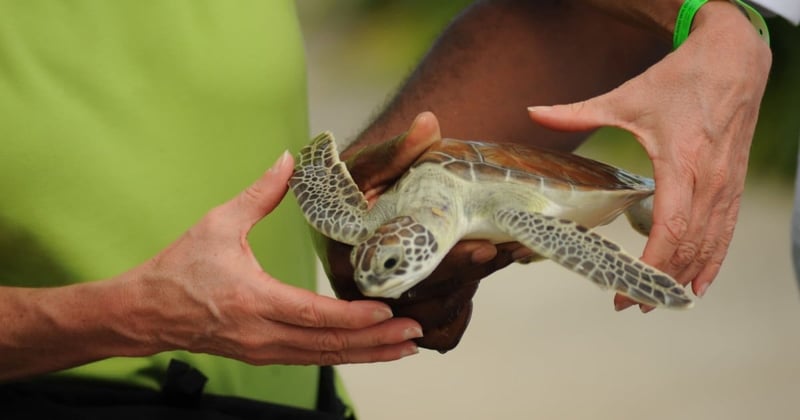 Carnival Cruise promoting turtle cruelty | [site:name]