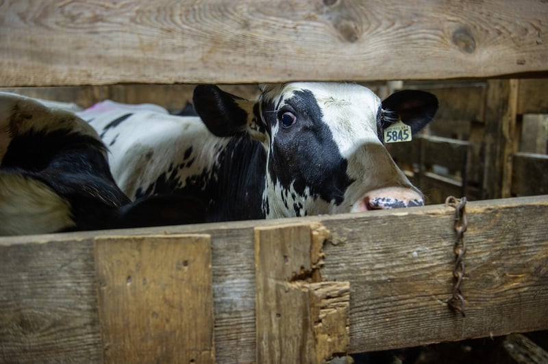 Cull dairy cows | World Animal Protection