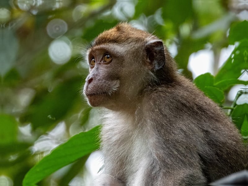 5 facts about long-tailed macaques | World Animal Protection