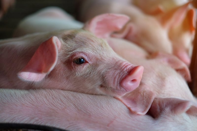 The journey of a piglet | World Animal Protection