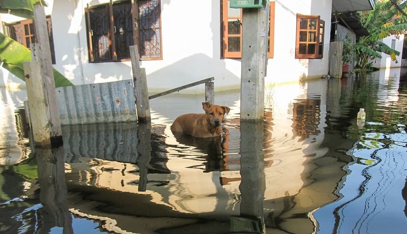 How to prepare your pets for disasters | World Animal Protection