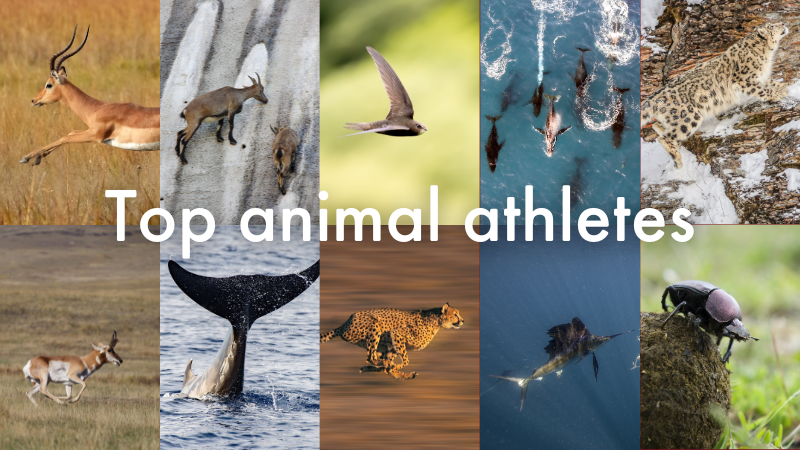 Top 10 animal athletes | World Animal Protection