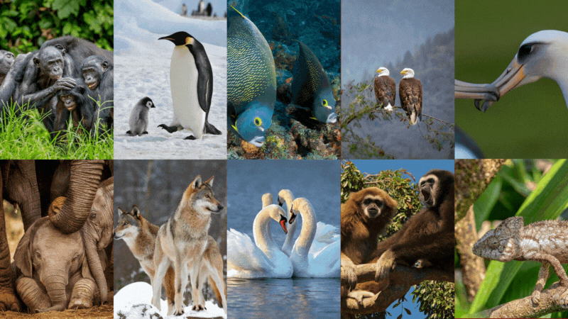 Top 10 most romantic animals | World Animal Protection