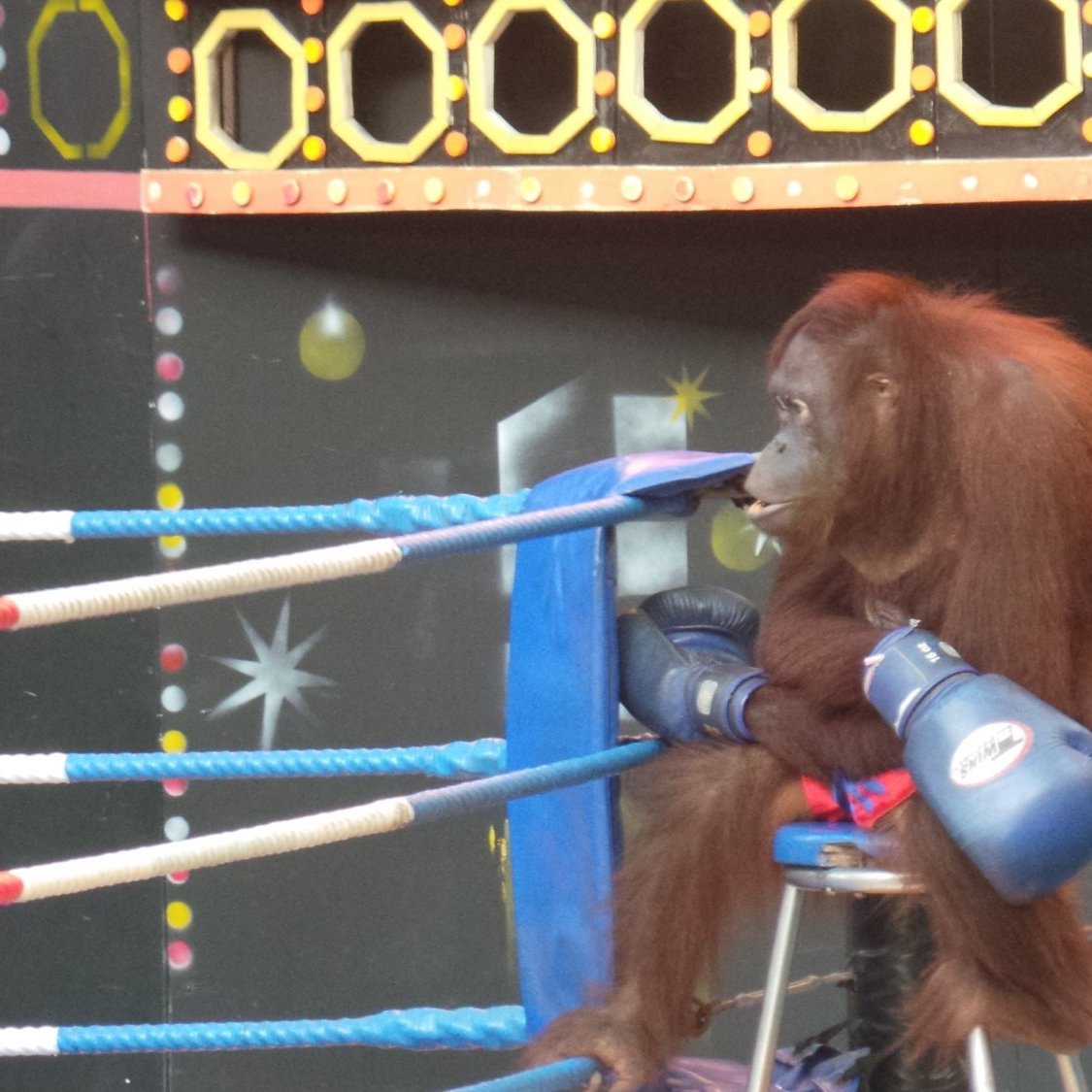The Cruelty behind Orangutan Boxing