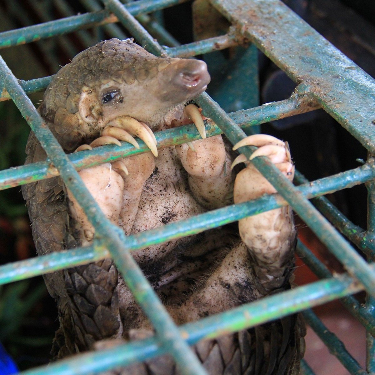 Strengthening laws to protect wildlife | World Animal Protection