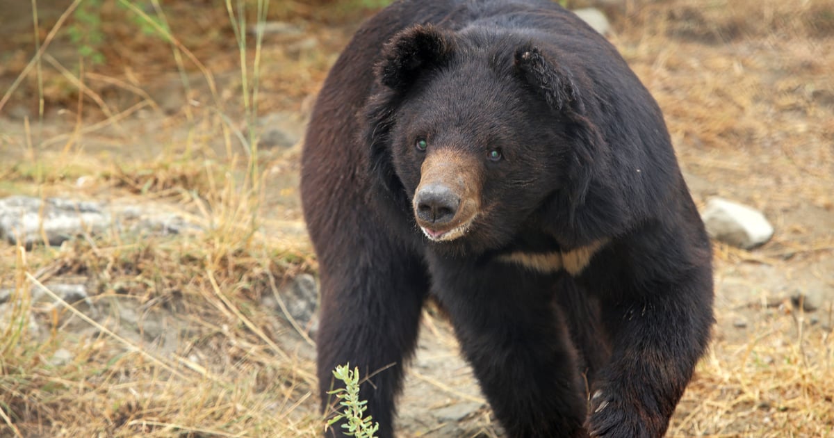 Survivors at home in special sanctuary for disabled bears