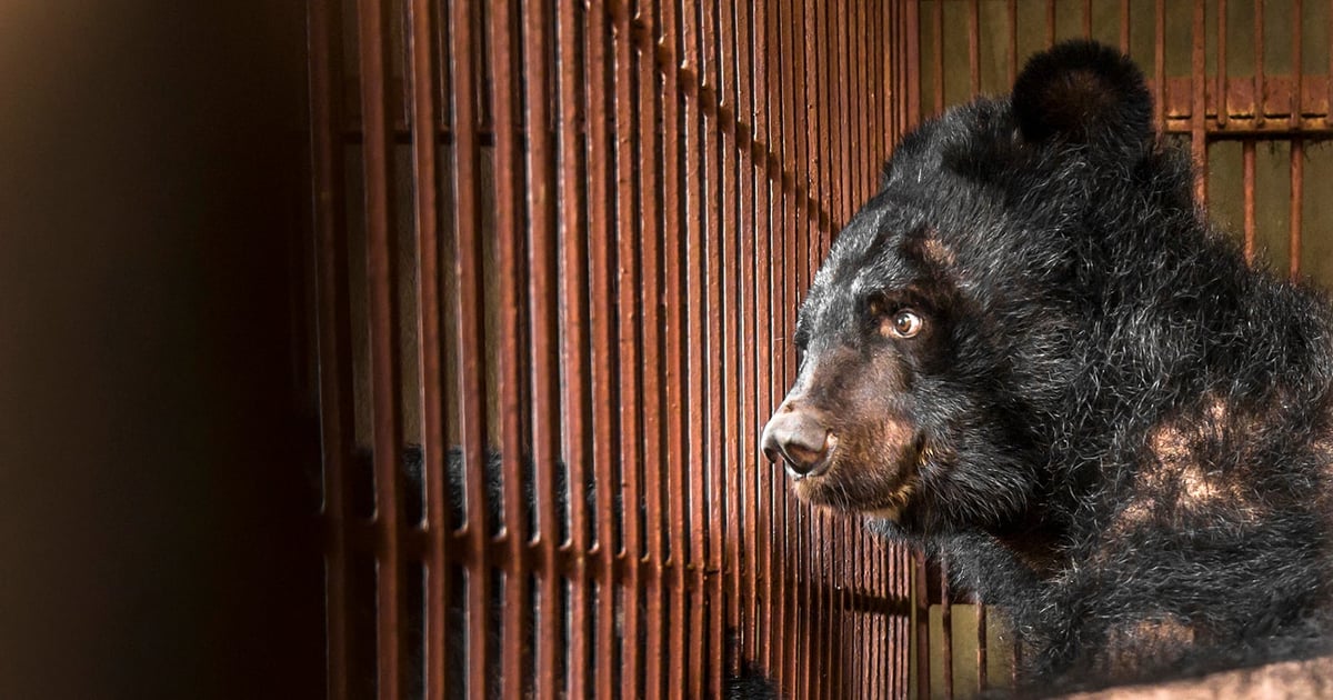 Bear bile | World Animal Protection