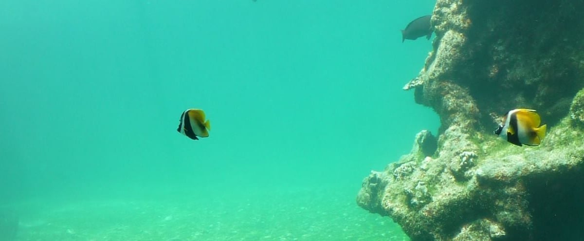 Sea life sentience: what do fish really feel?