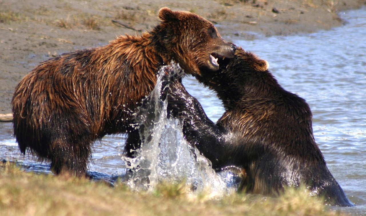 Bear facts | World Animal Protection