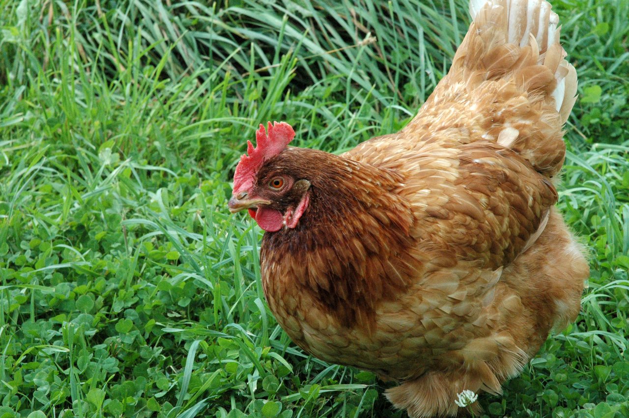 Chicken facts | World Animal Protection