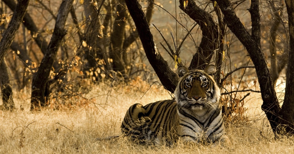 Tiger facts | World Animal Protection