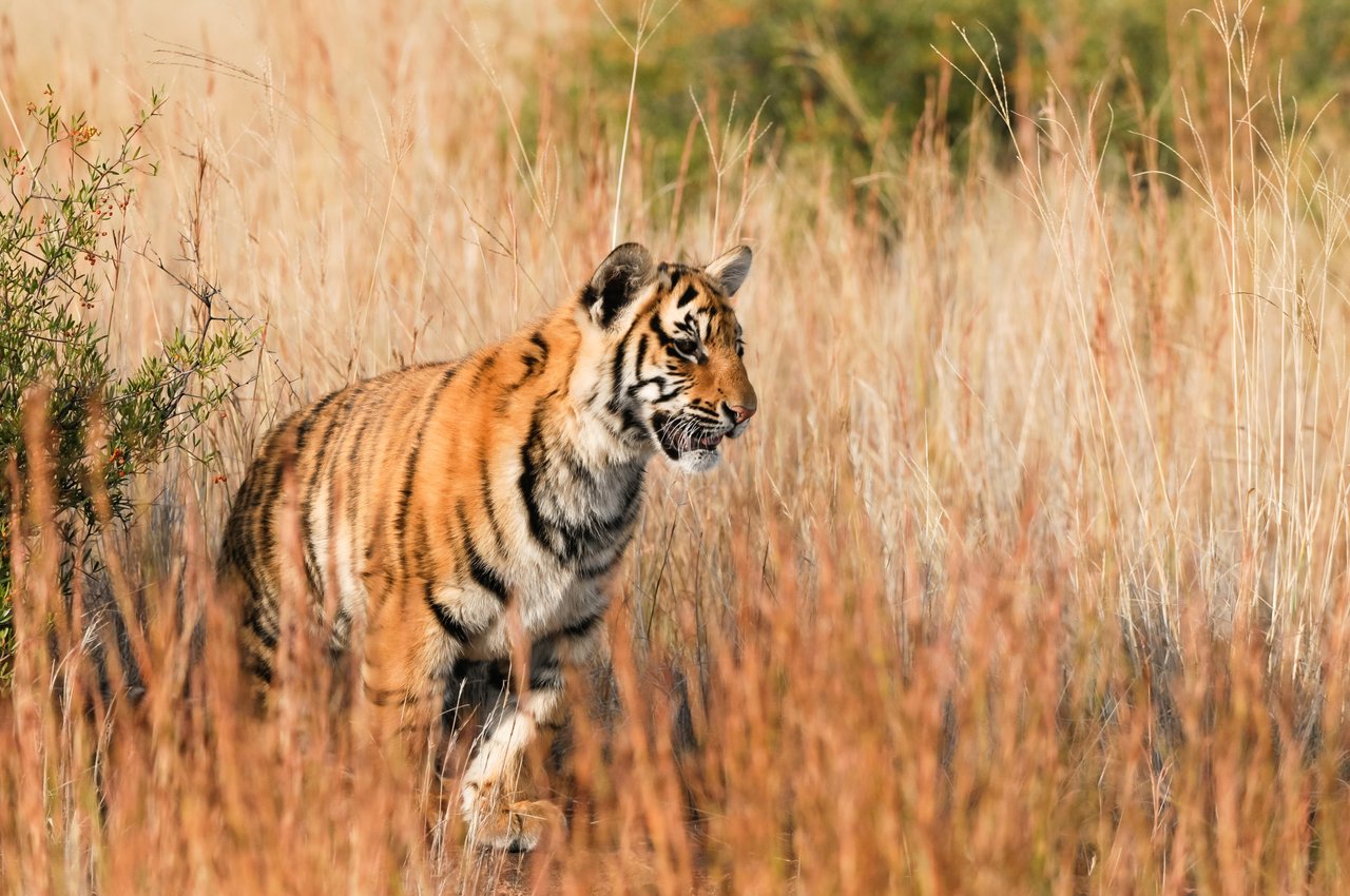 Tiger facts | World Animal Protection