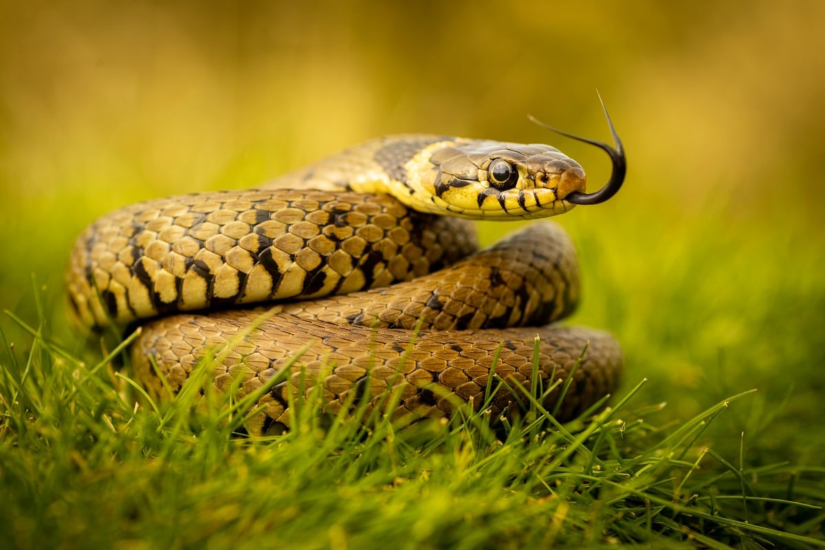Snake Facts World Animal Protection