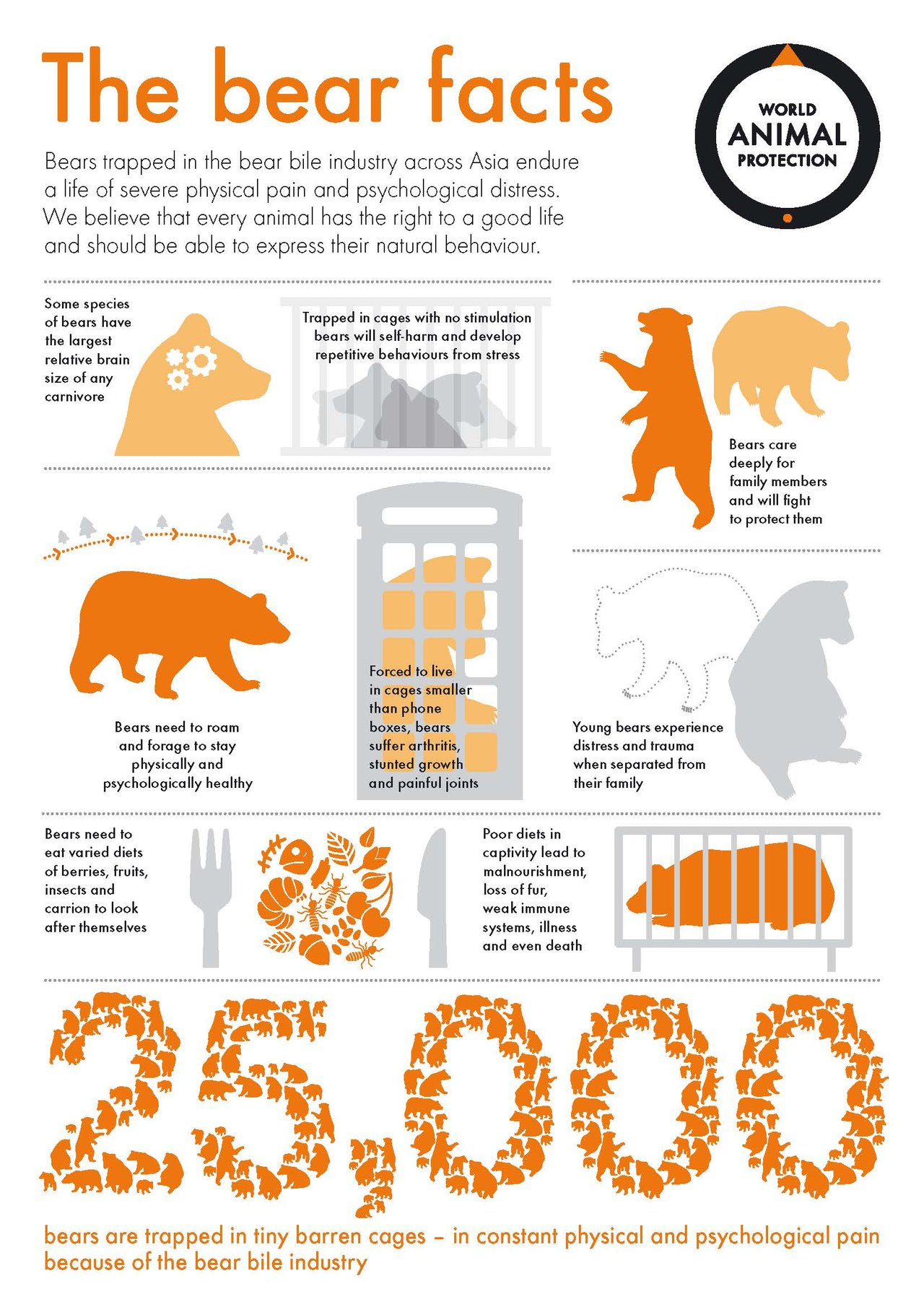 Bear bile | World Animal Protection