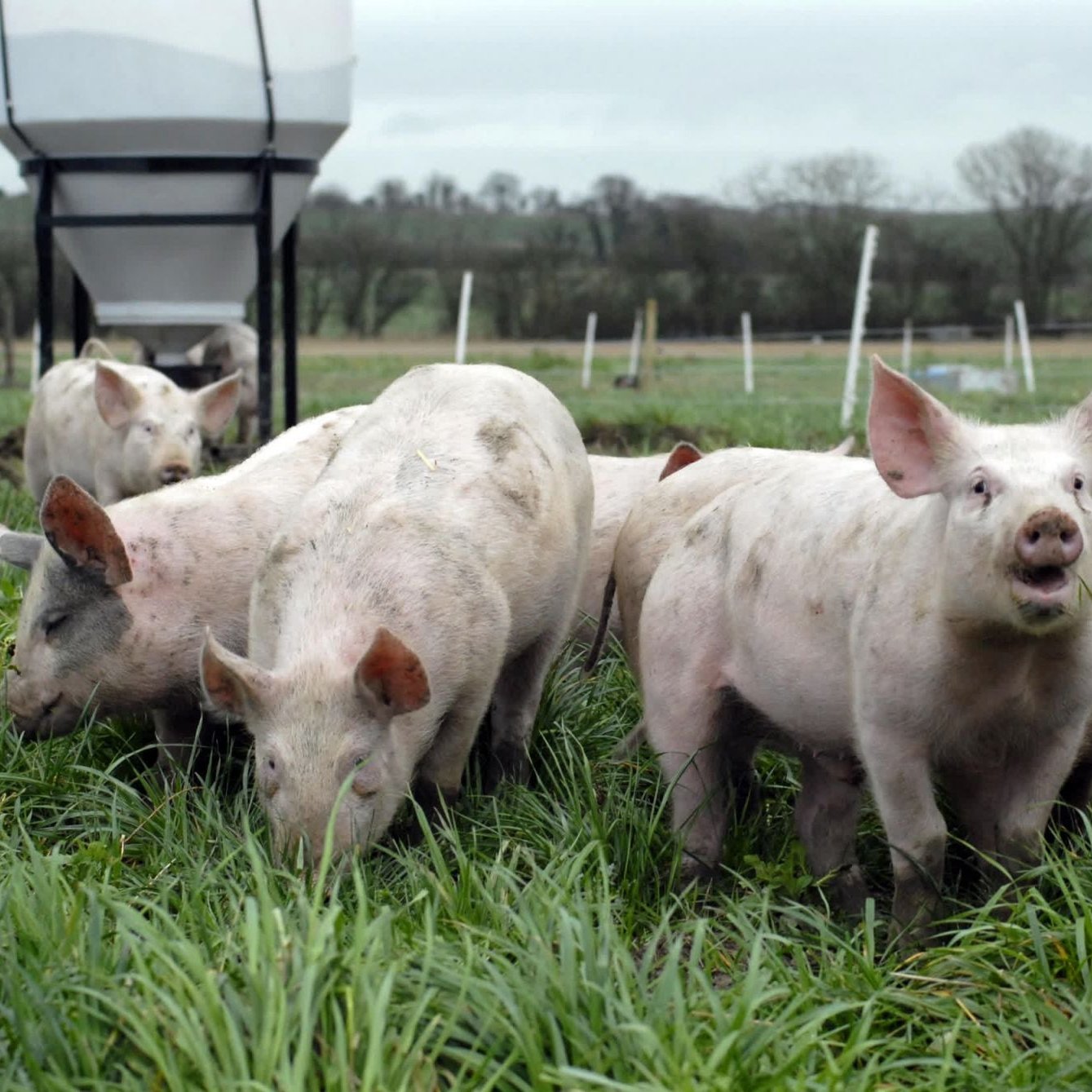 Eight interesting things pigs do