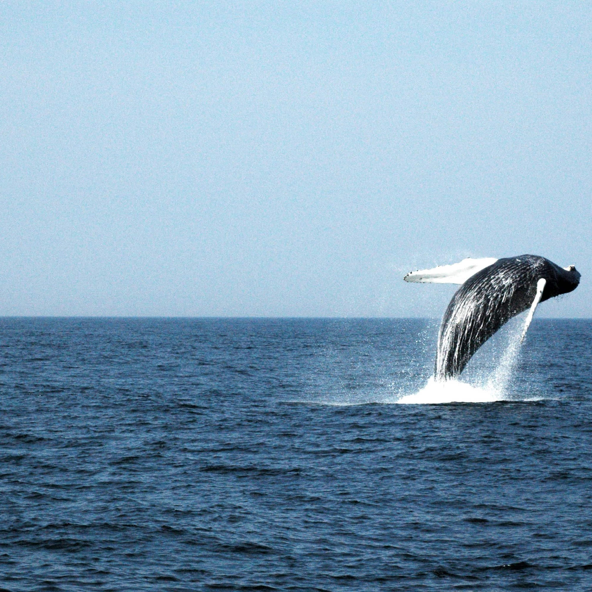 The complex lives of whales: Group living, culture and singing