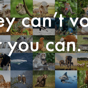 How to protect animals in the next federal election