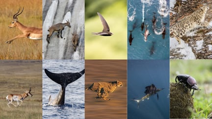 What is animal sentience | World Animal Protection