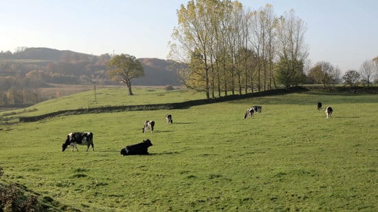 Cow facts | World Animal Protection