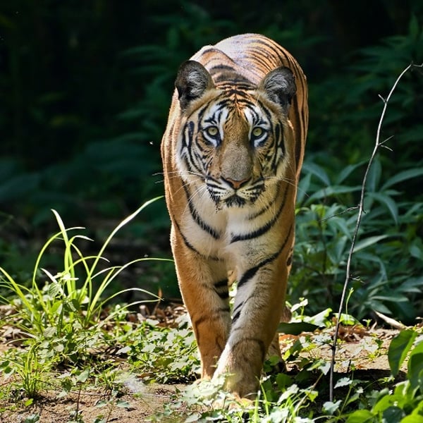 One by one | World Animal Protection