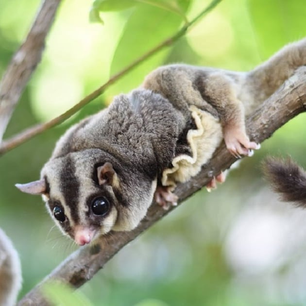 Sugar glider quiz | World Animal Protection